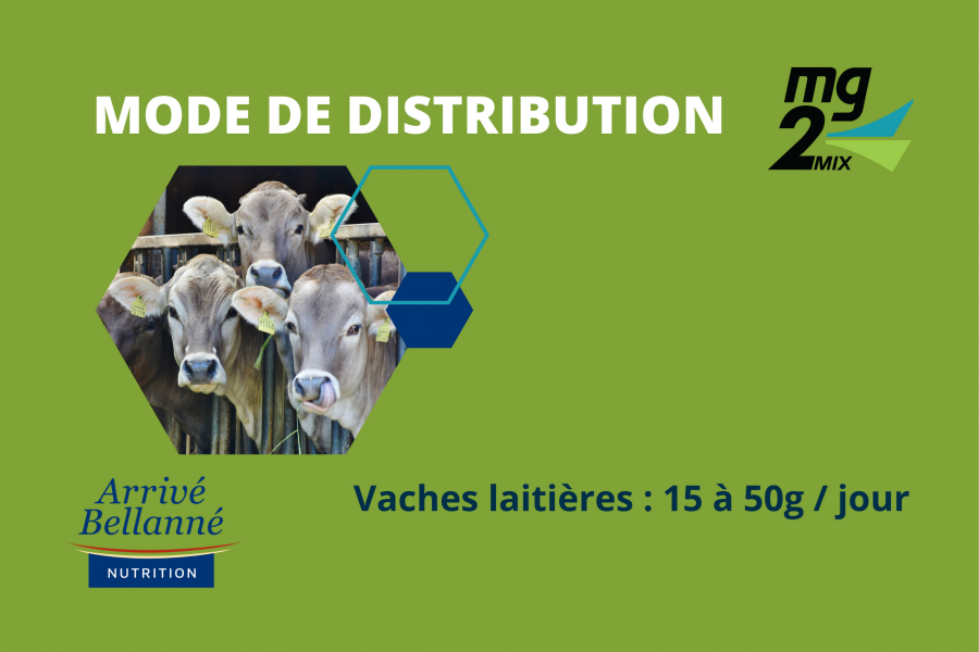Mixtane vaches | Arrivé Bellanné