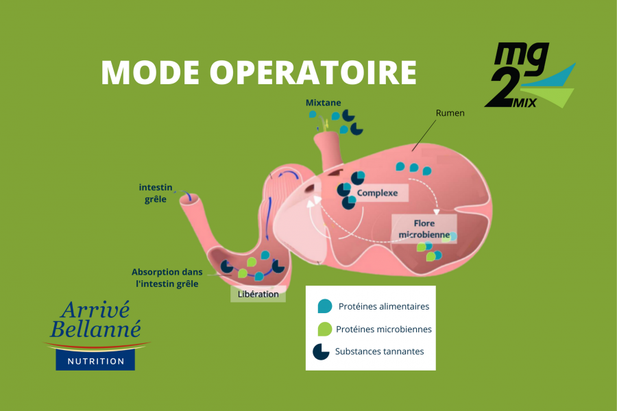 Mixtane vaches | Arrivé Bellanné